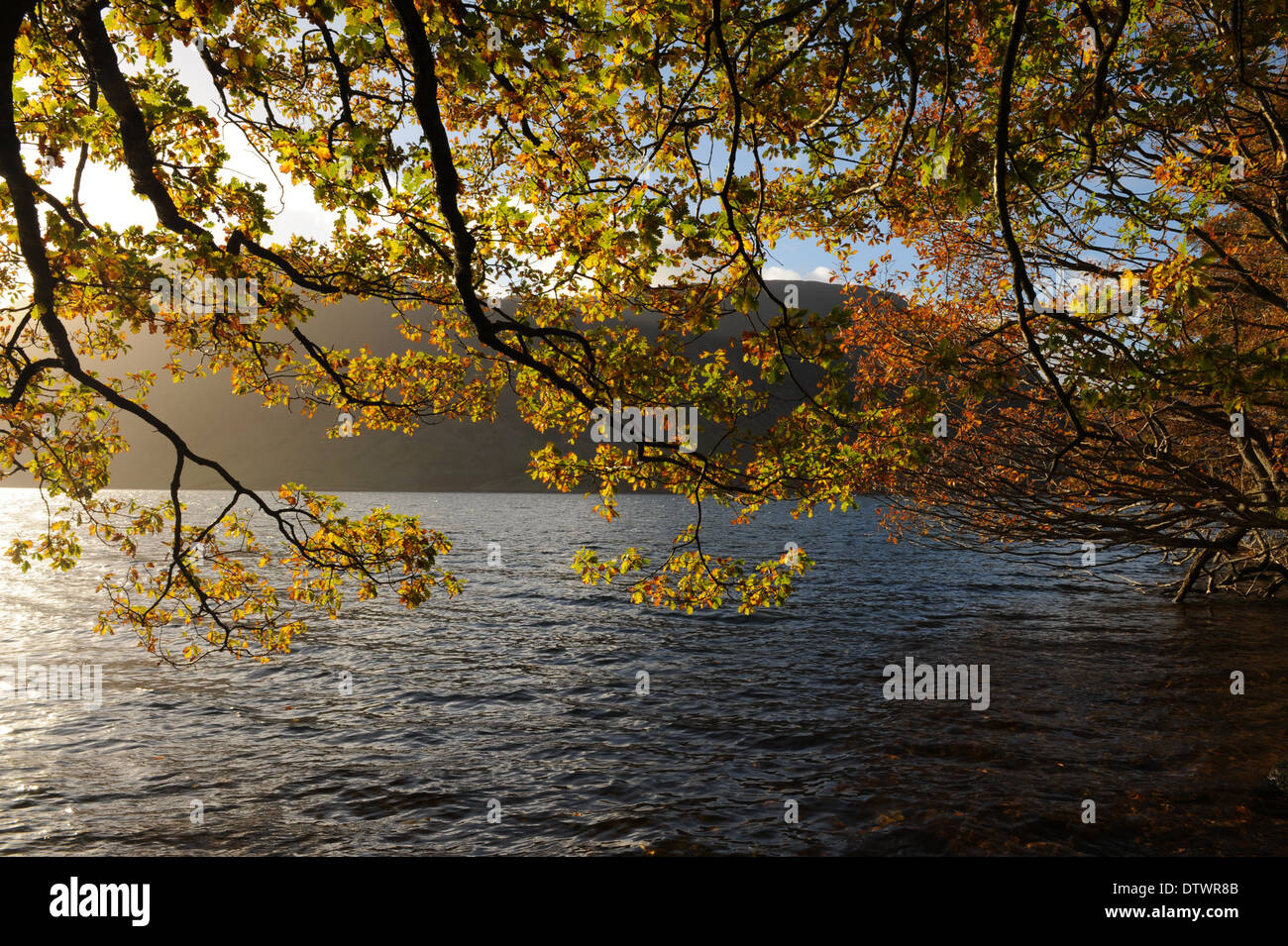 Overhanging tree hi-res stock photography and images - Alamy