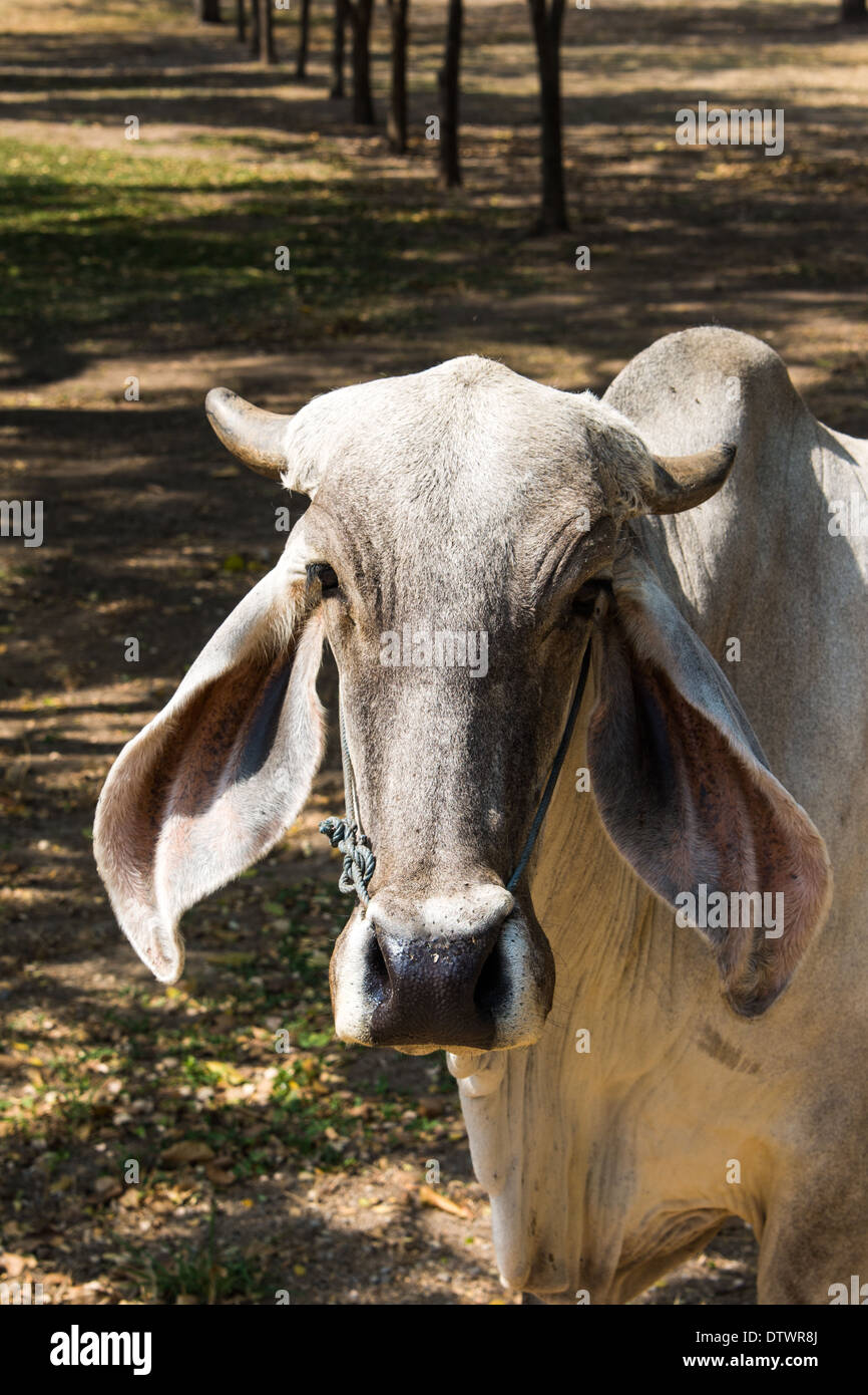 Asian cows hi-res stock photography and images - Alamy