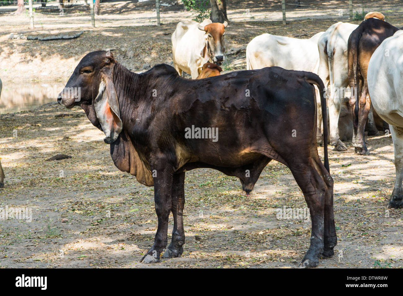 Asian cows hi-res stock photography and images - Alamy