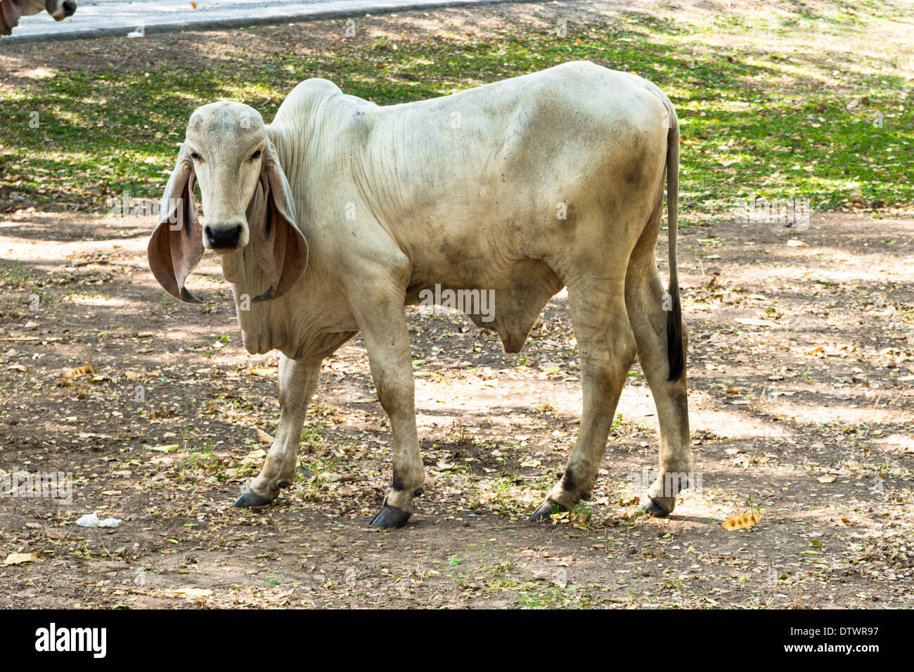 Asian Cattle Breeds