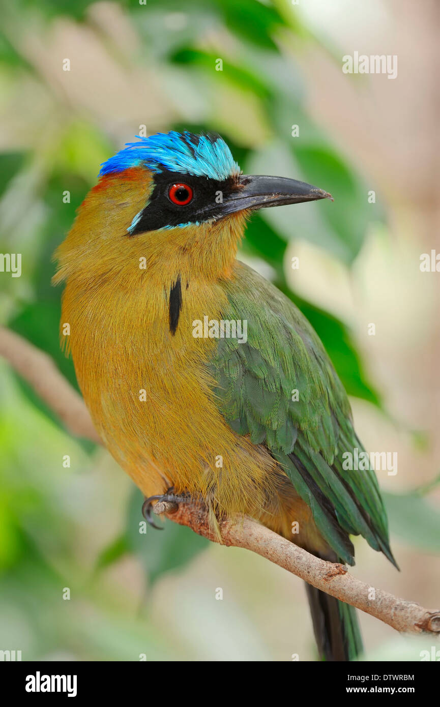 Motmot hi-res stock photography and images - Alamy