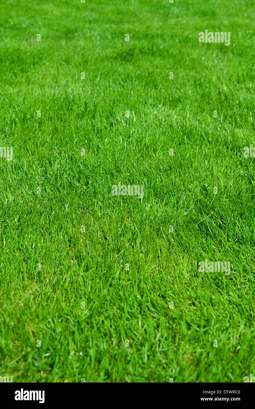 Clean Beautiful Background Green grass Stock Photo - Alamy