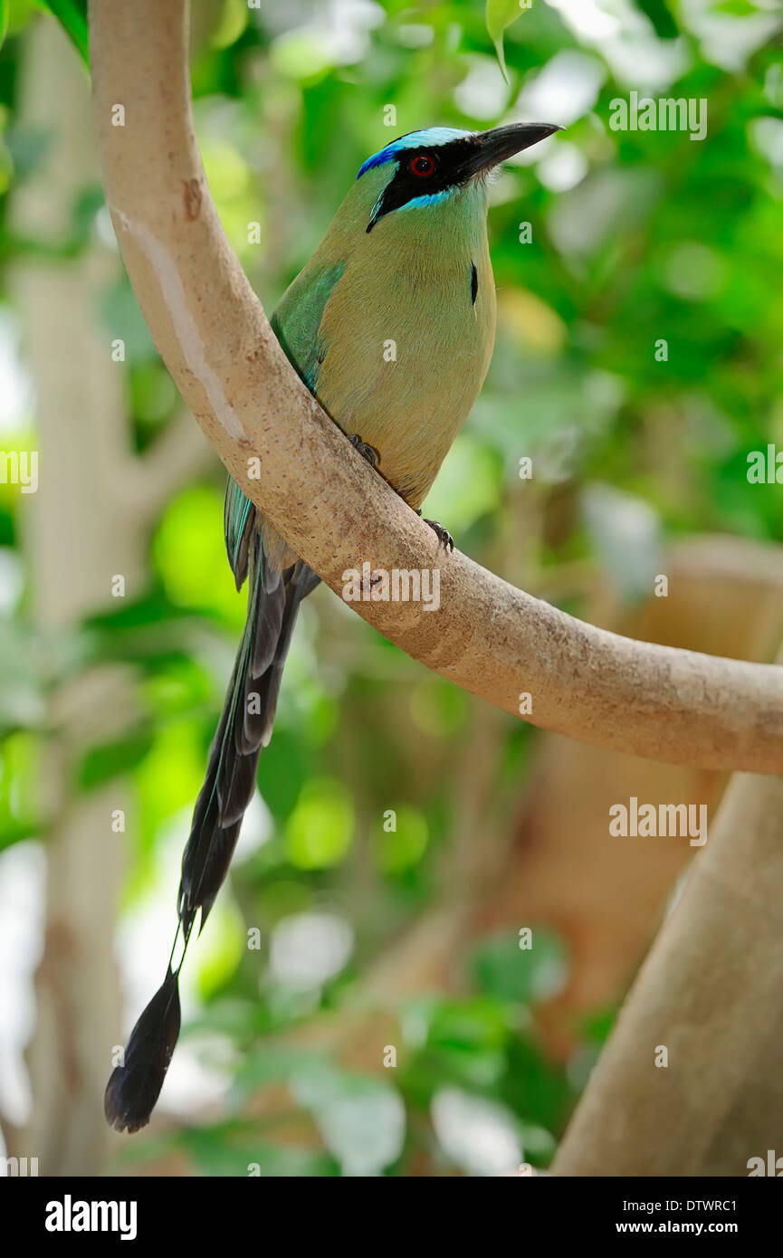 Motmot hi-res stock photography and images - Alamy