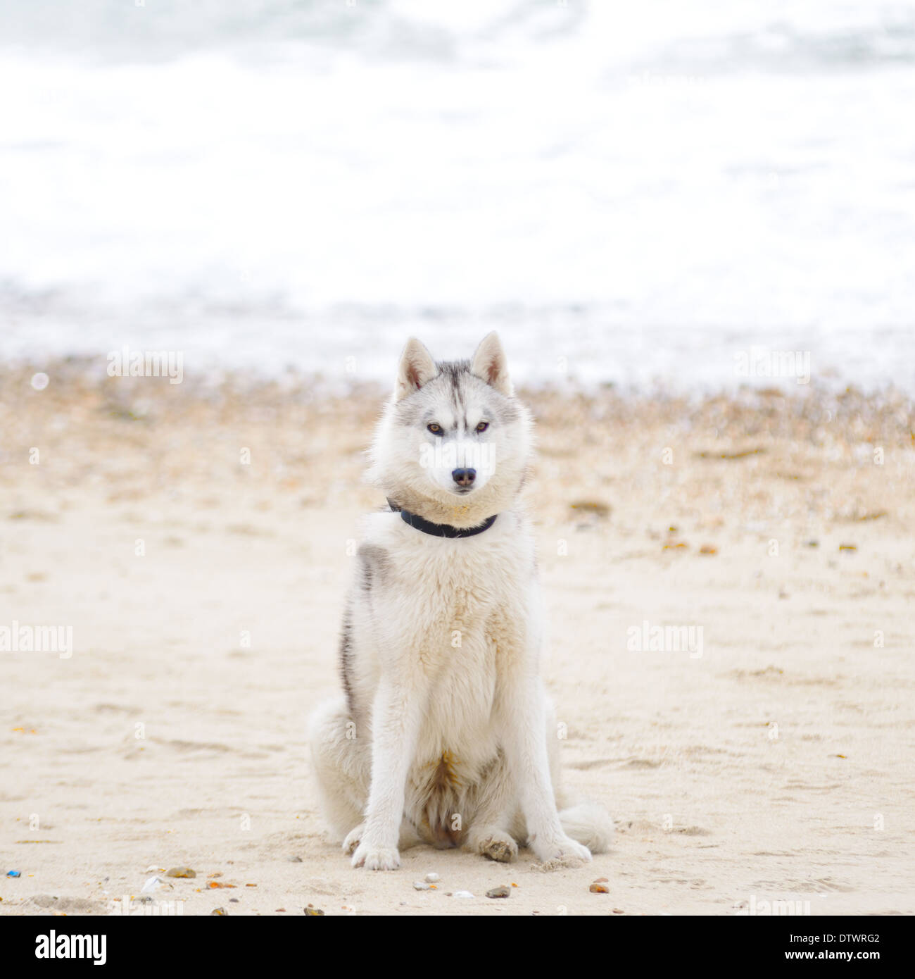 portrait of Siberian Husky Stock Photo - Alamy