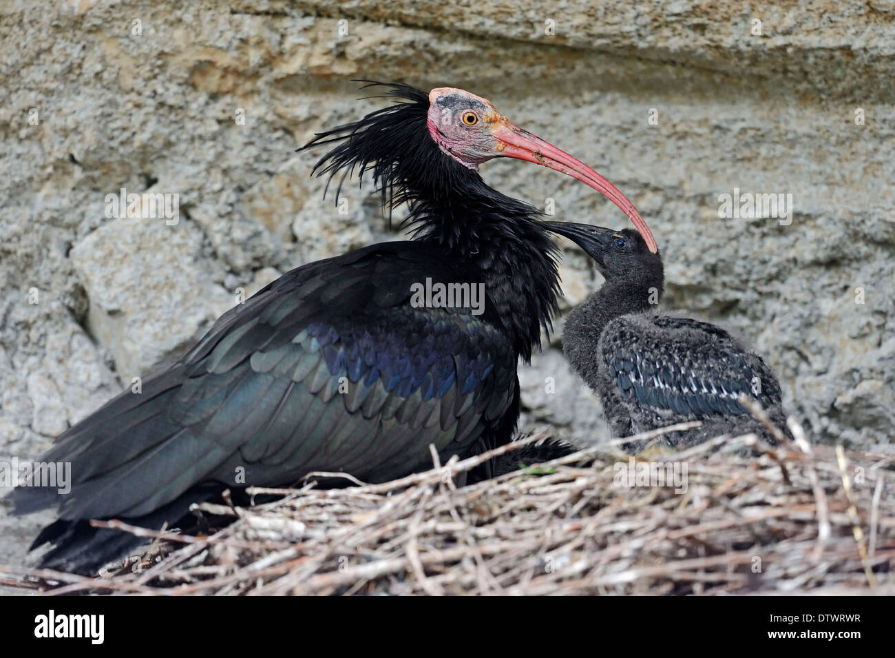 Northern Bald Ibis Stock Photo - Alamy