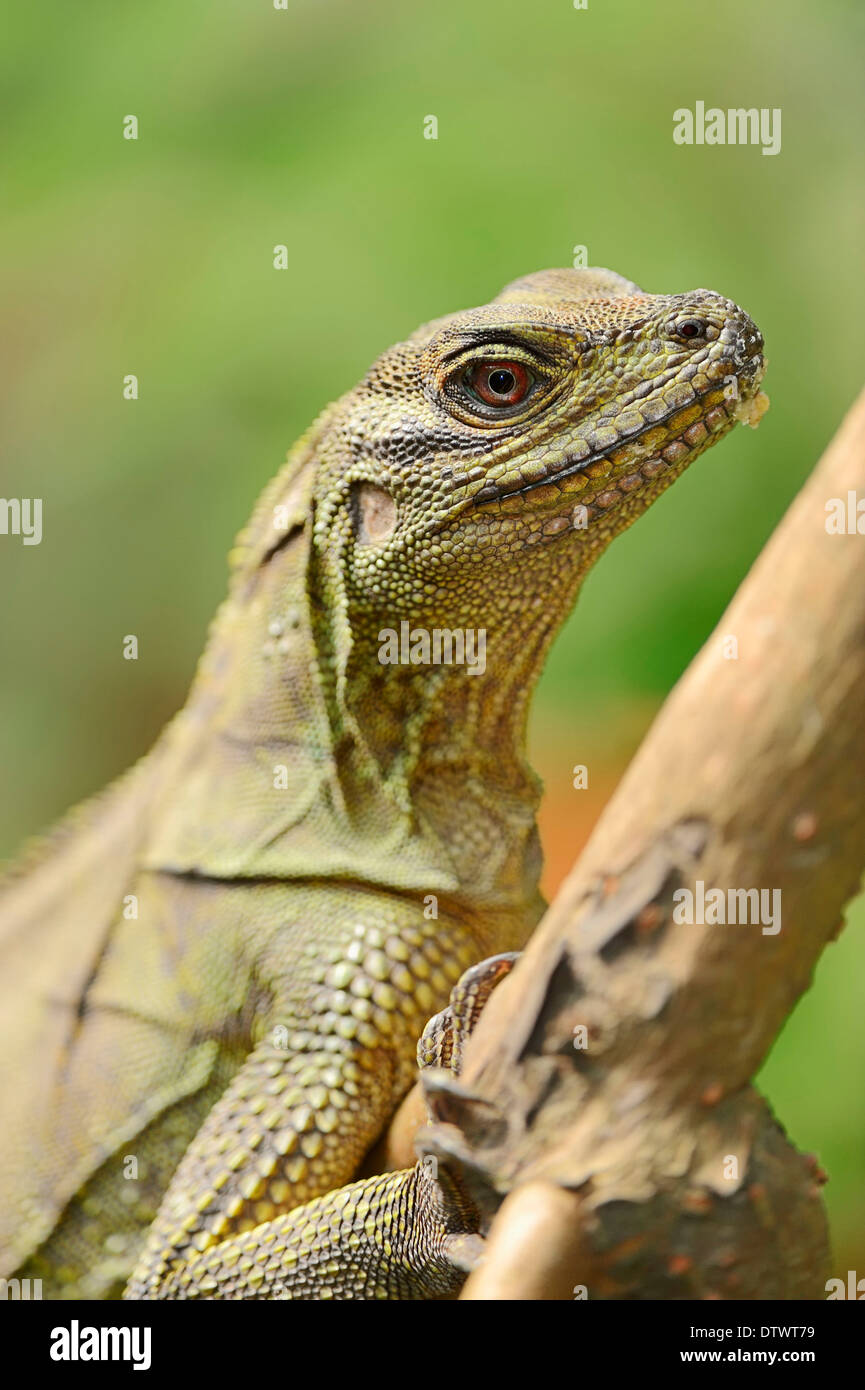 Sailfin lizard hi-res stock photography and images - Alamy