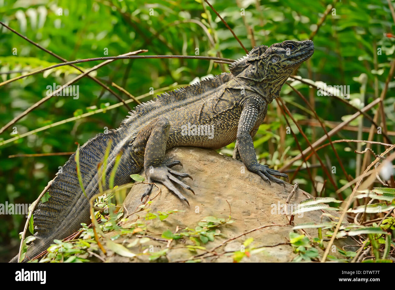 Malaysian Sail Finned Lizard Stock Photo - Alamy