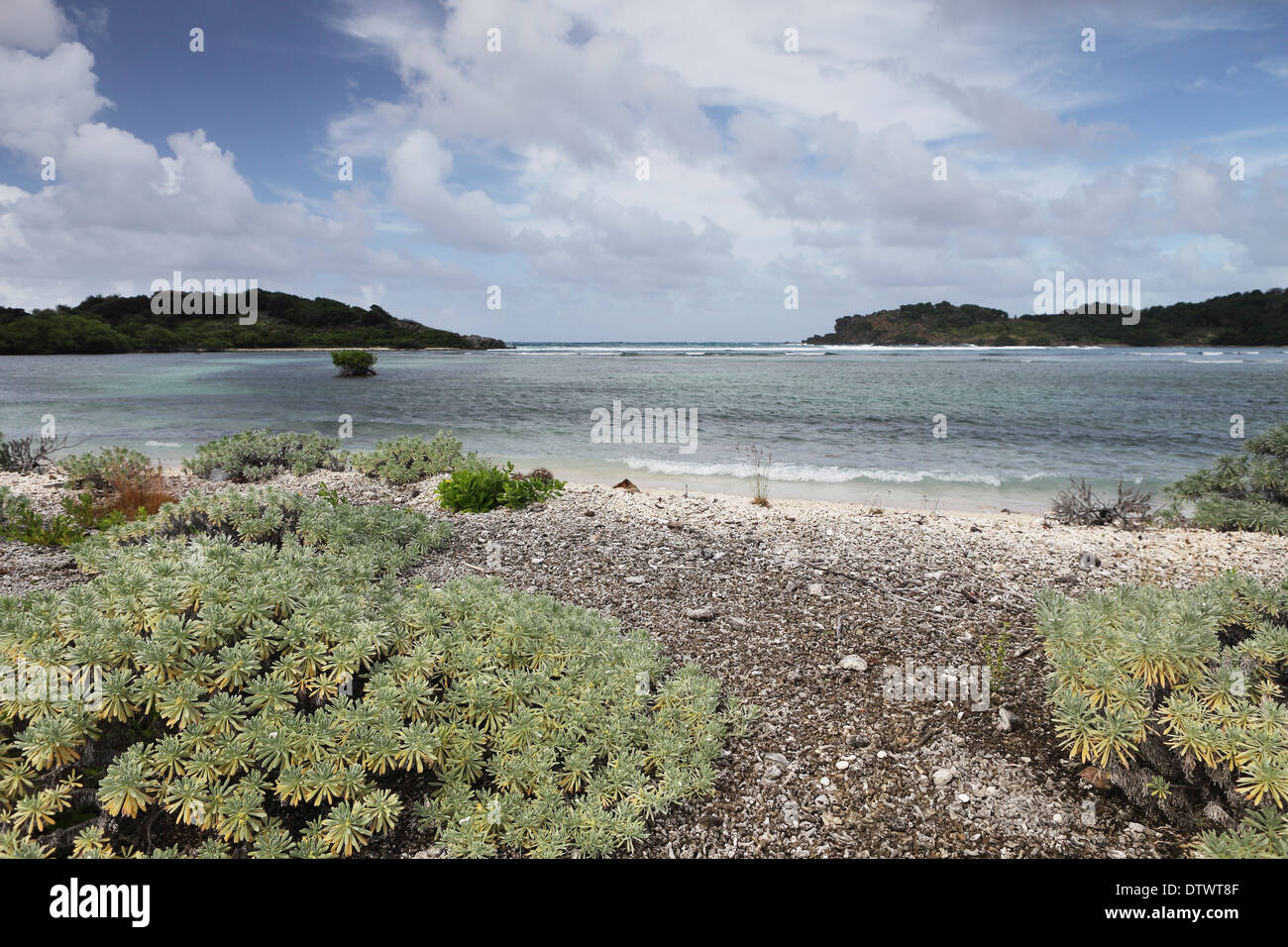 Beach wild flowers at Diamond Cay, British Virgin Islands Stock Photo ...
