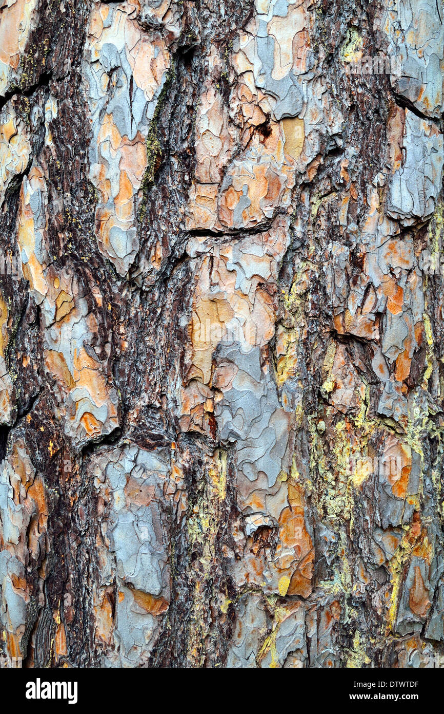Bark and resin hi-res stock photography and images - Alamy