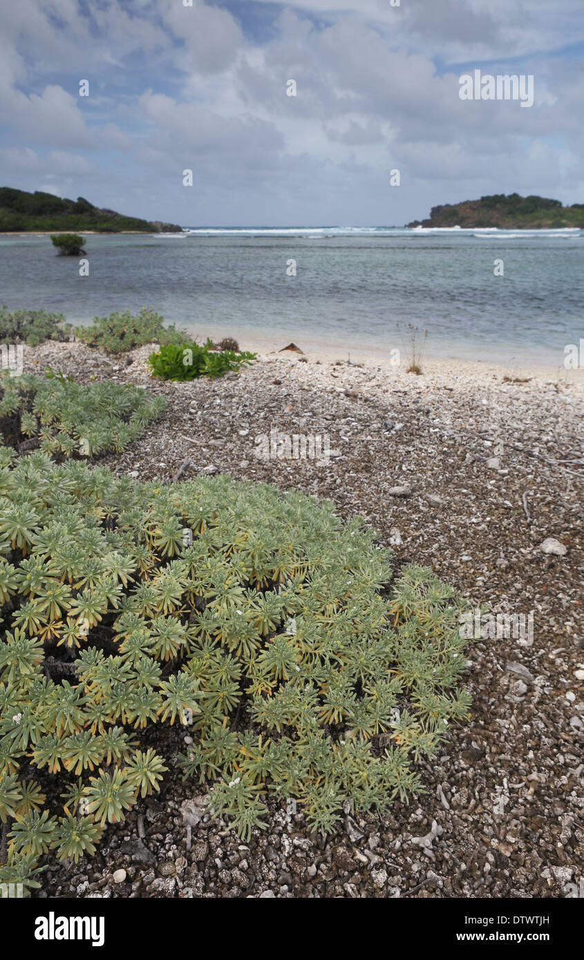 Beach wild flowers at Diamond Cay, British Virgin Islands Stock Photo ...