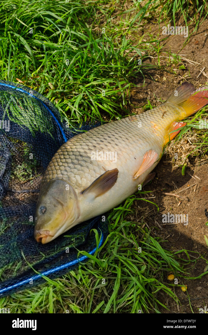Grass eating carp hi-res stock photography and images - Alamy