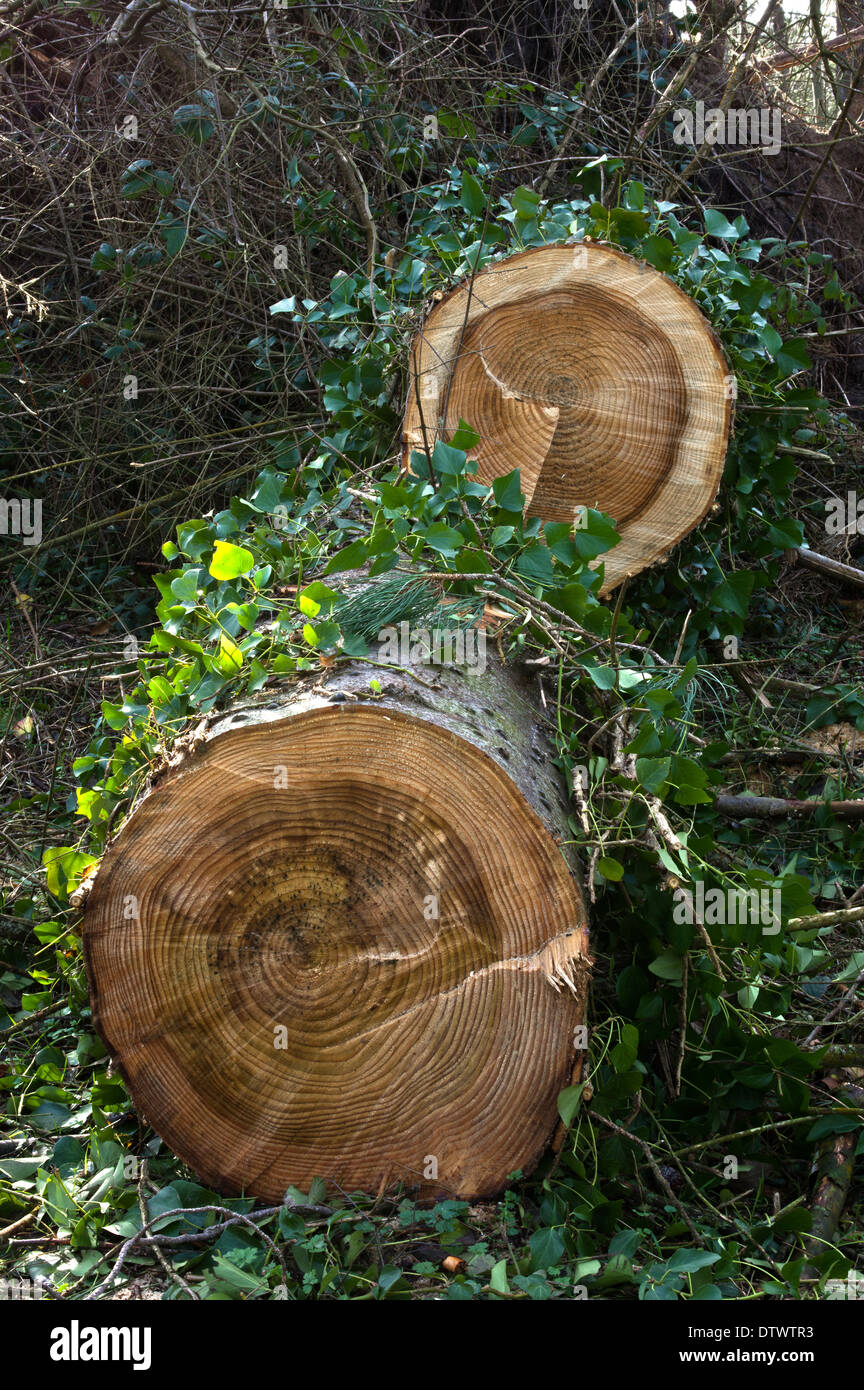 The trunk of a felled tree, sawn ready for removal Stock Photo - Alamy