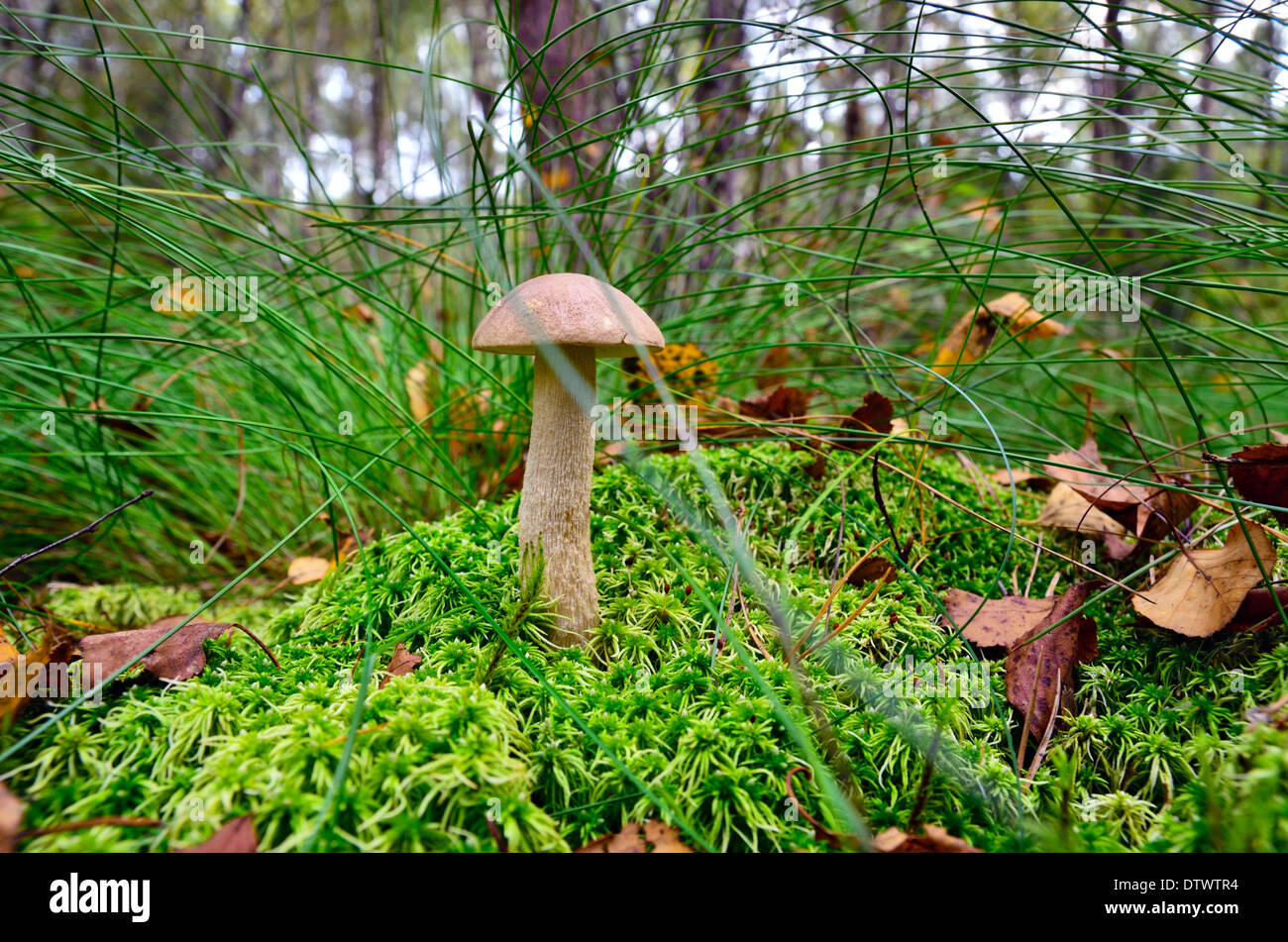 Boletus scaber (Leccinum scabrum) on the hummock moss Stock Photo - Alamy