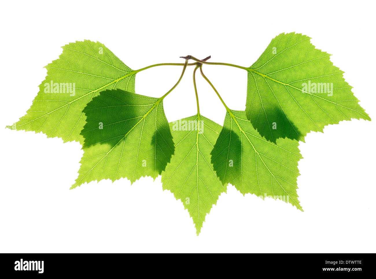 Birch leaf isolated hi-res stock photography and images - Alamy