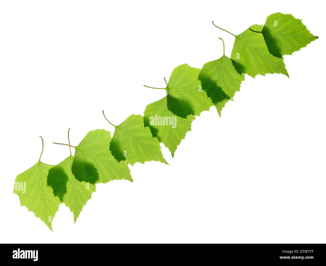 Frame green leaves plants Cut Out Stock Images & Pictures - Alamy