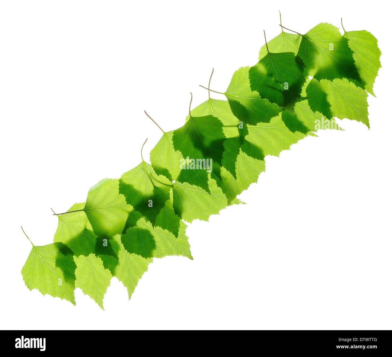 Row of green birch leaves isolated Stock Photo - Alamy