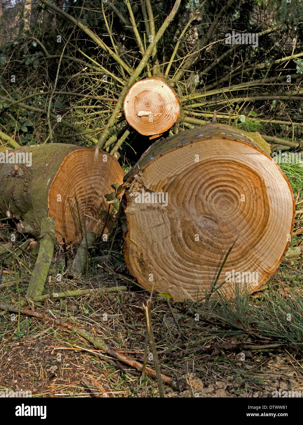 The trunk of a felled tree, sawn ready for removal Stock Photo - Alamy