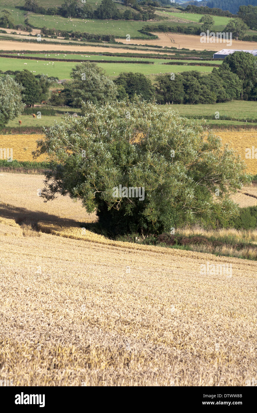 Mature Ash Tree River Unk Valley near Newcastle & Clun from Cefns ...