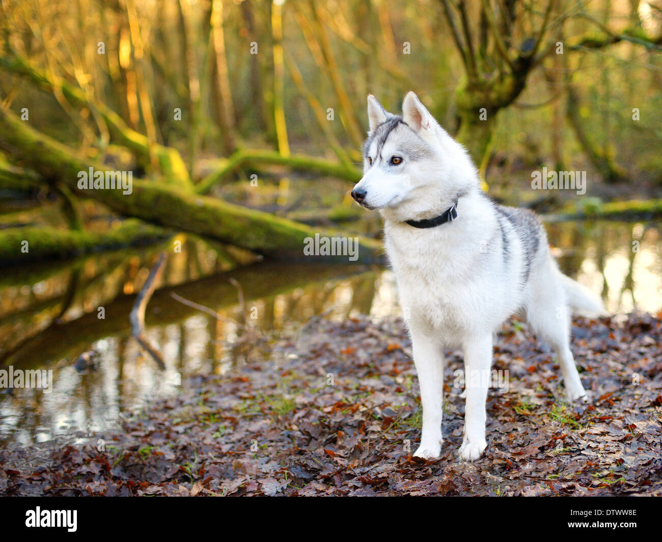 portrait of Siberian Husky Stock Photo - Alamy