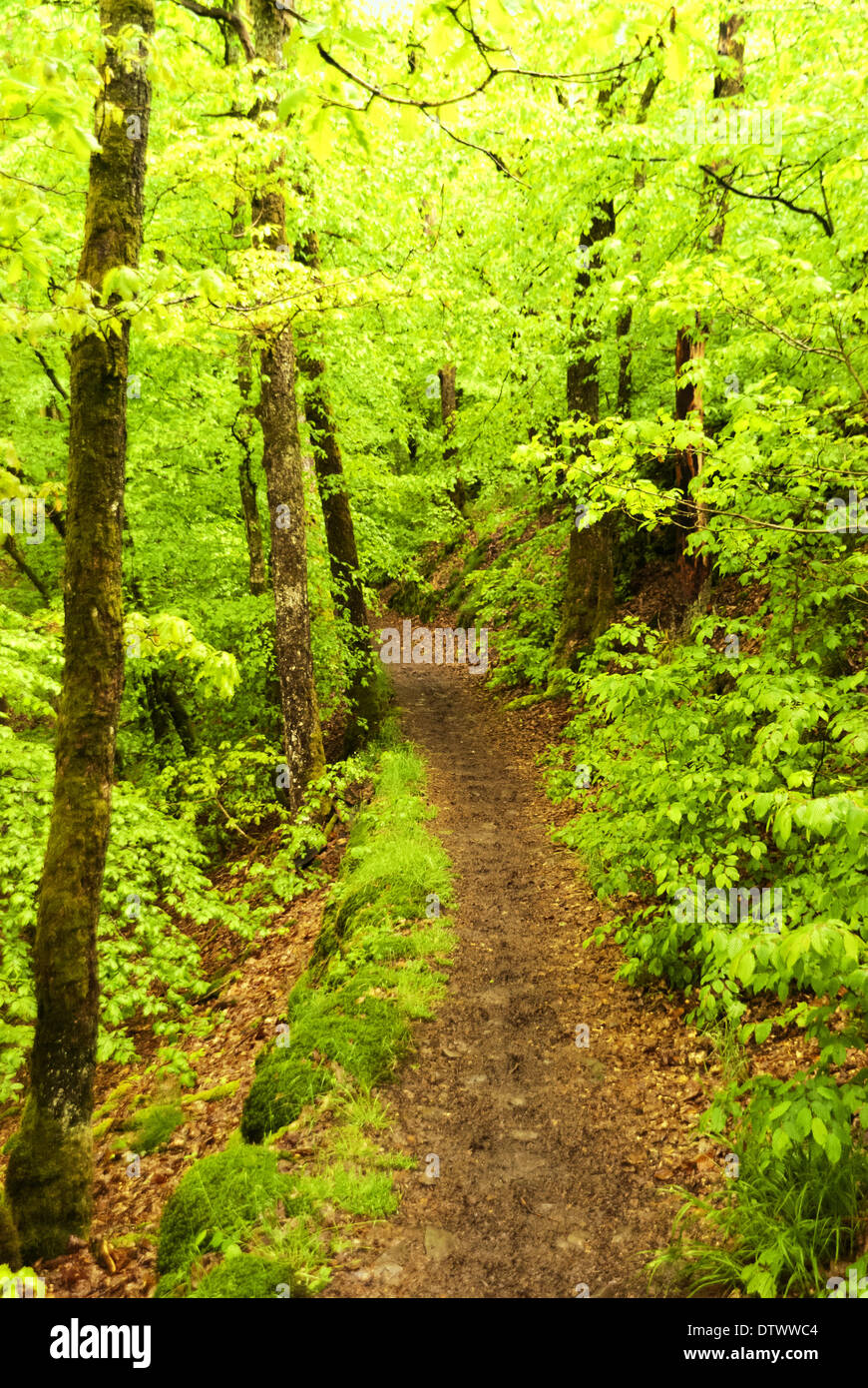 On the Hiking Trail Eifelsteig Stock Photo - Alamy
