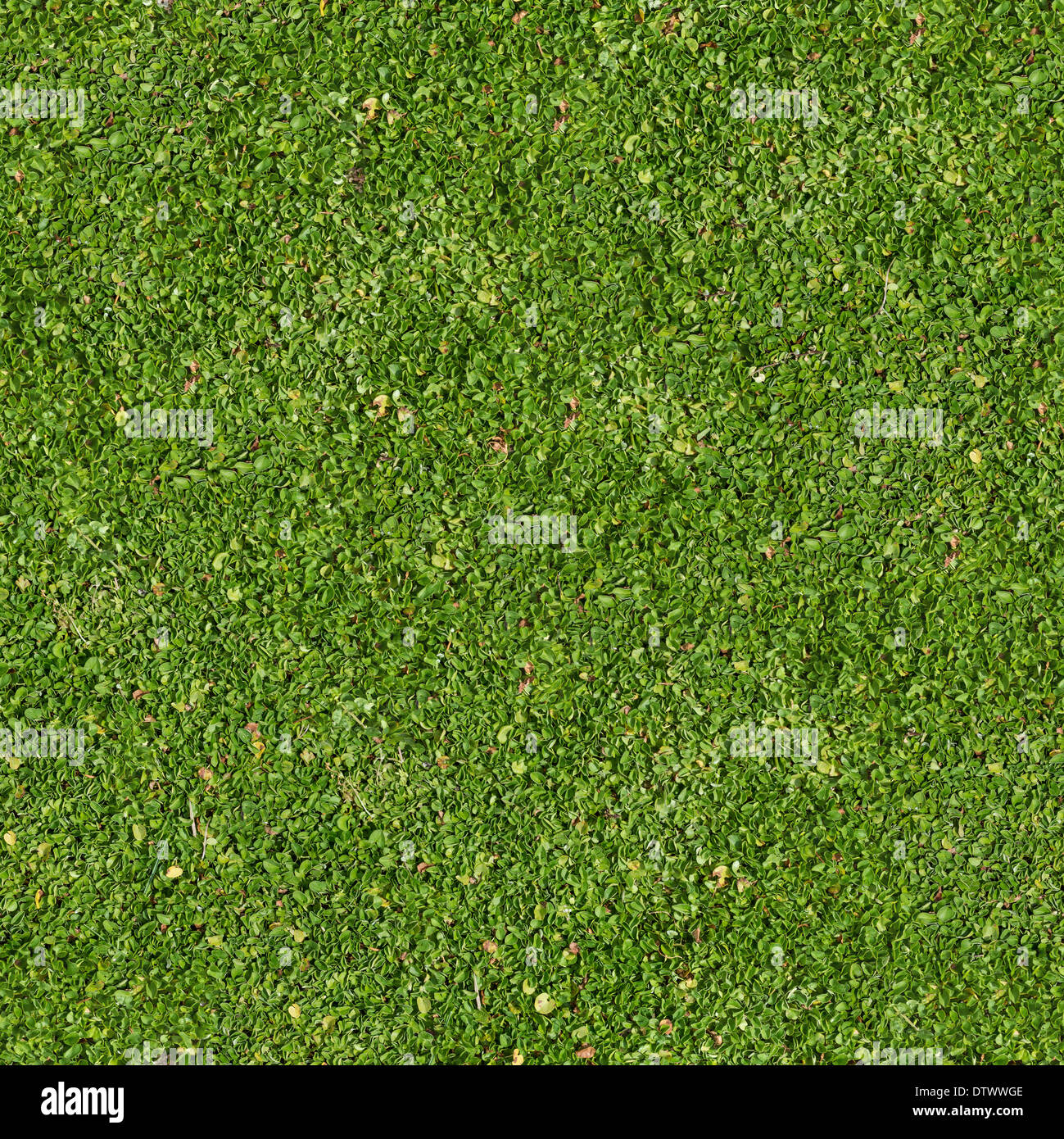 Seamless Tileable Texture of Green Grass Stock Photo - Alamy
