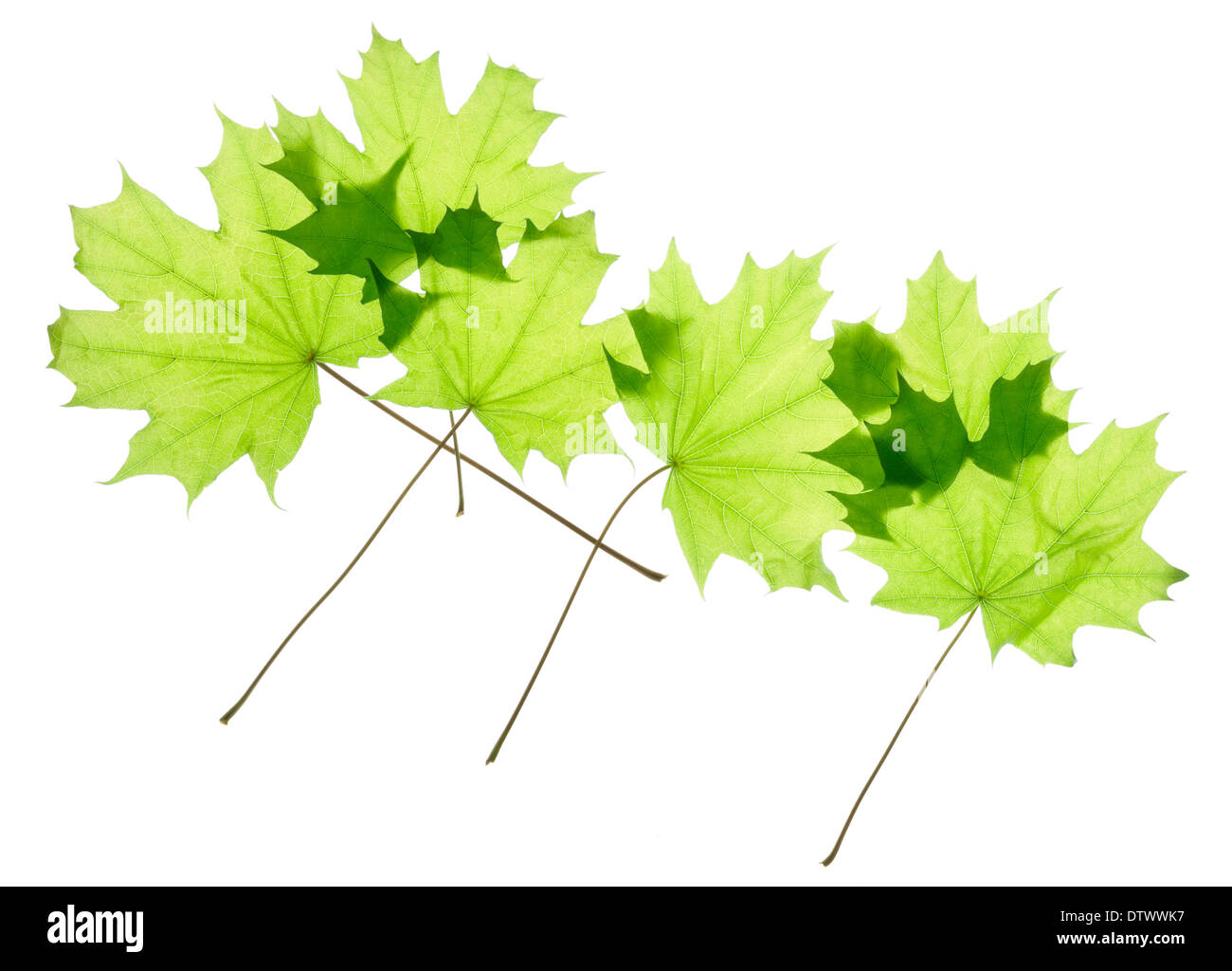 Green maple leaves isolated on white Stock Photo - Alamy
