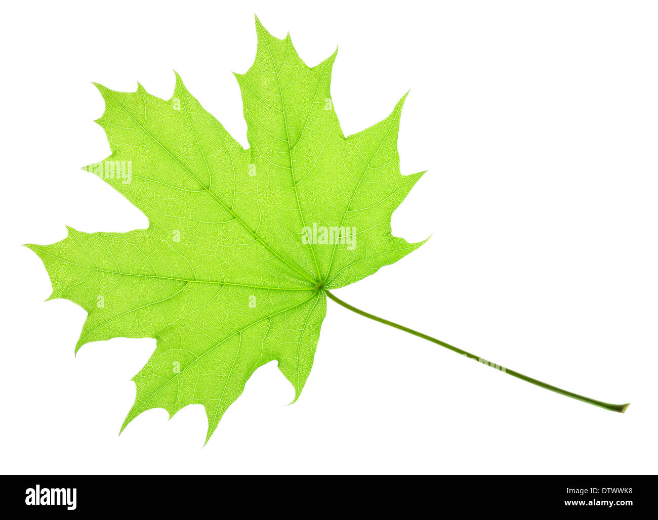 Closeup one green tree Cut Out Stock Images & Pictures - Alamy