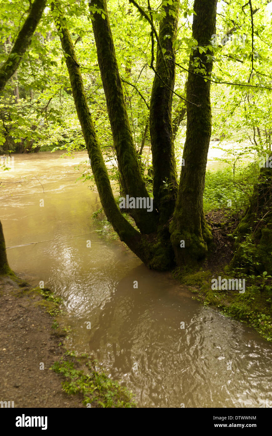 On the Hiking Trail Eifelsteig Stock Photo - Alamy