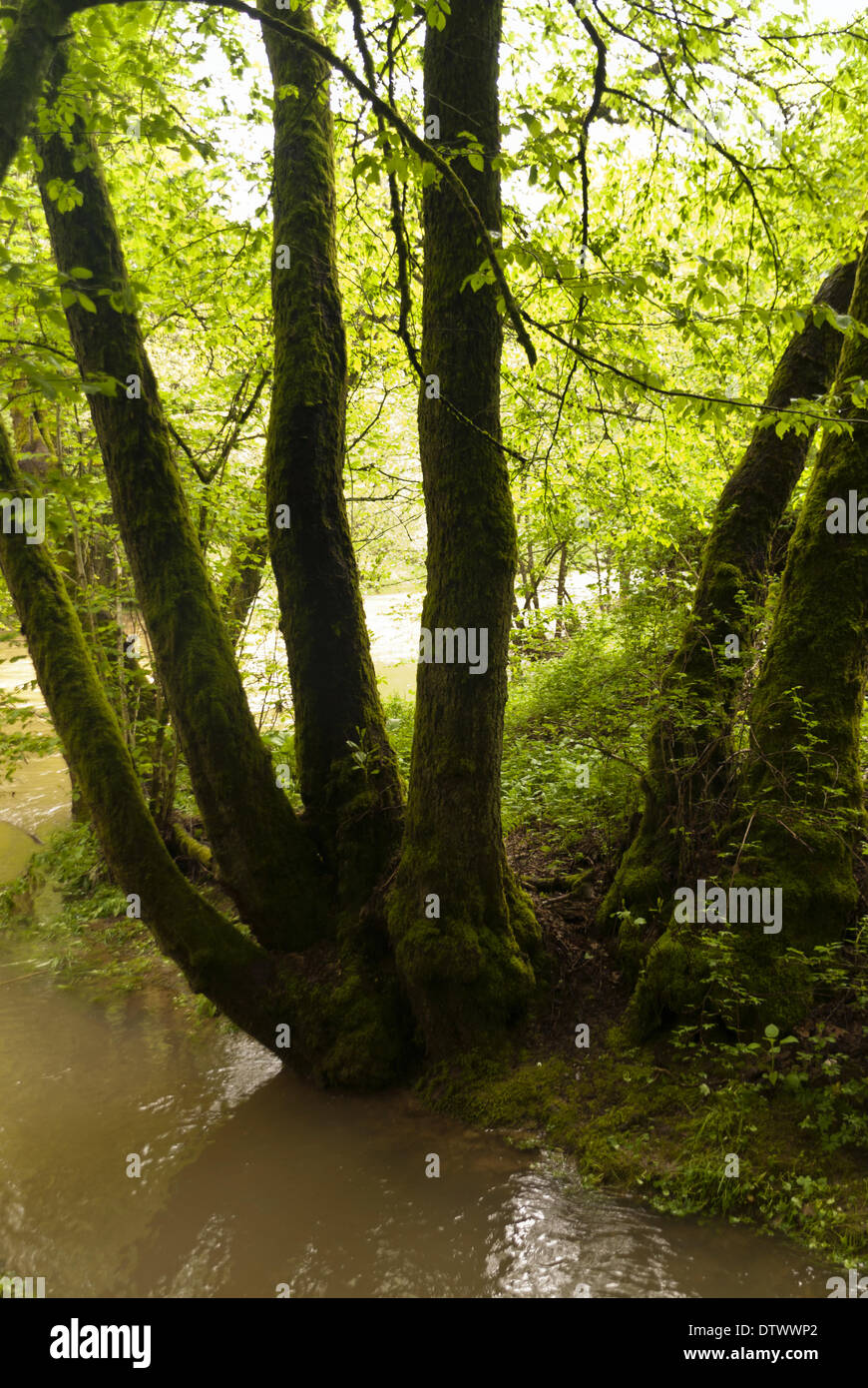On the Hiking Trail Eifelsteig Stock Photo - Alamy