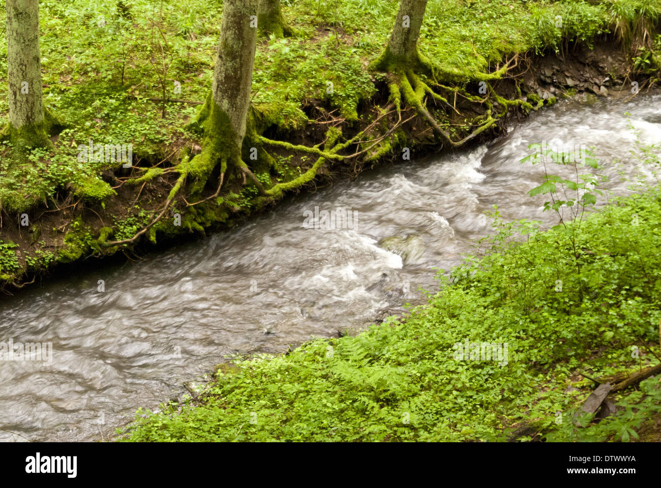 On the Hiking Trail Eifelsteig Stock Photo - Alamy