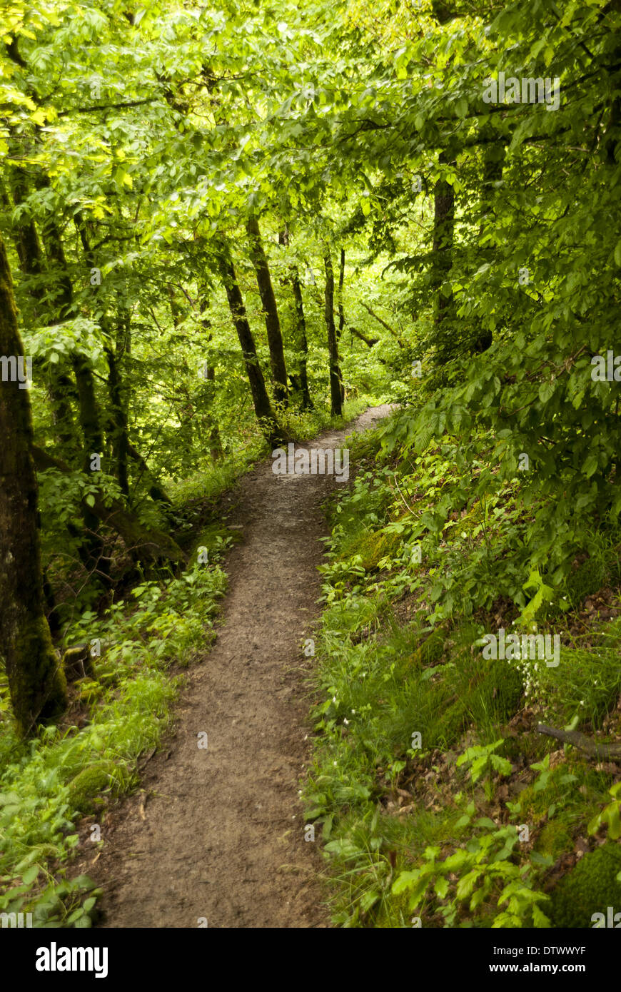 On the Hiking Trail Eifelsteig Stock Photo - Alamy
