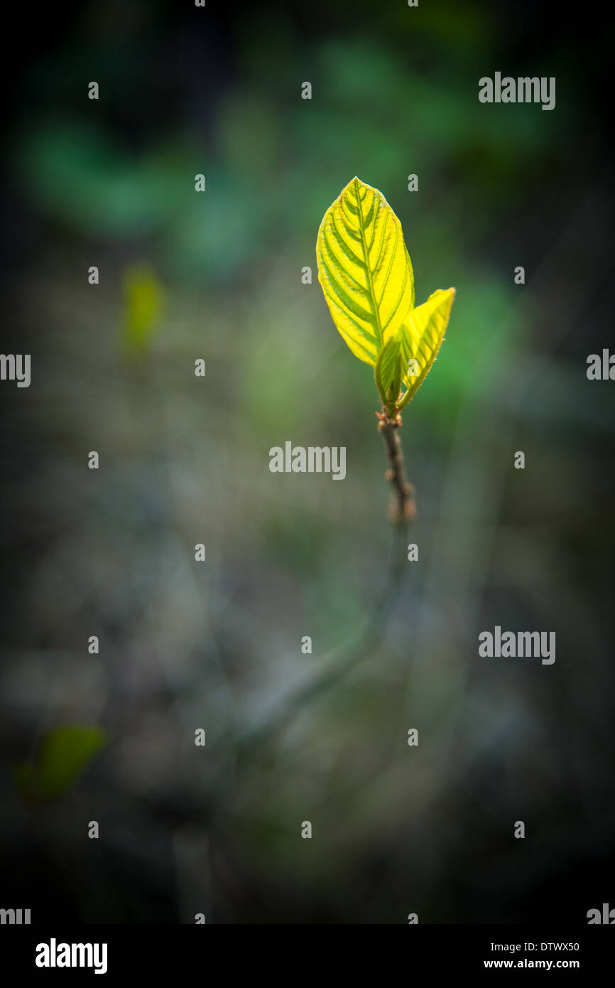 New leaf growing of ground Stock Photo - Alamy