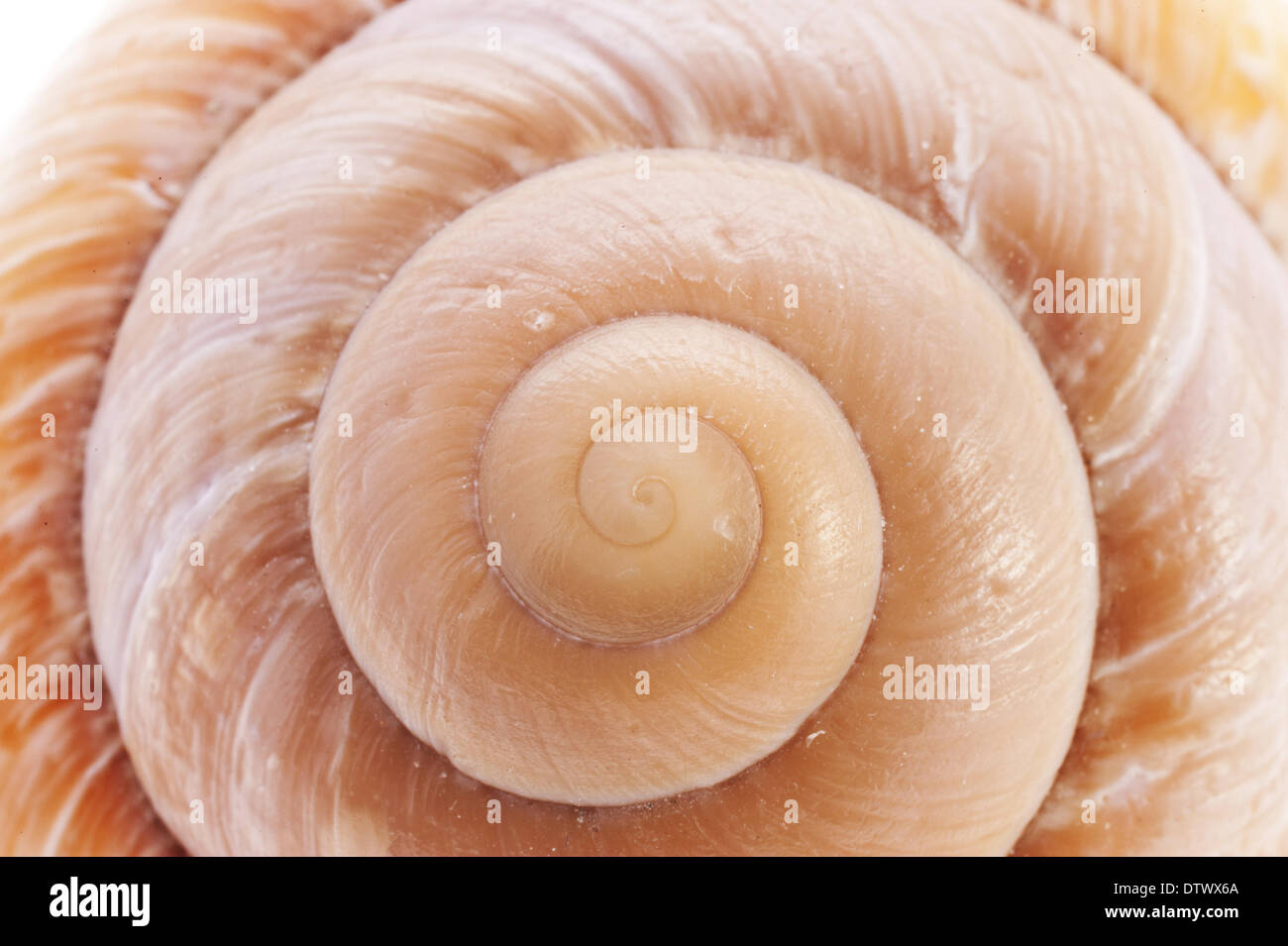 Struktur shell hi-res stock photography and images - Alamy