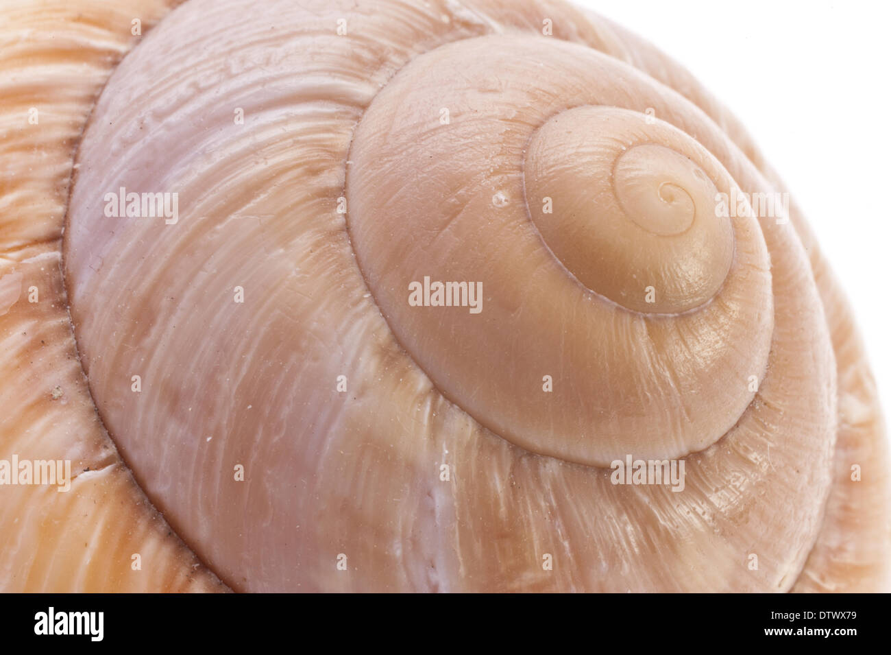 Struktur shell hi-res stock photography and images - Alamy