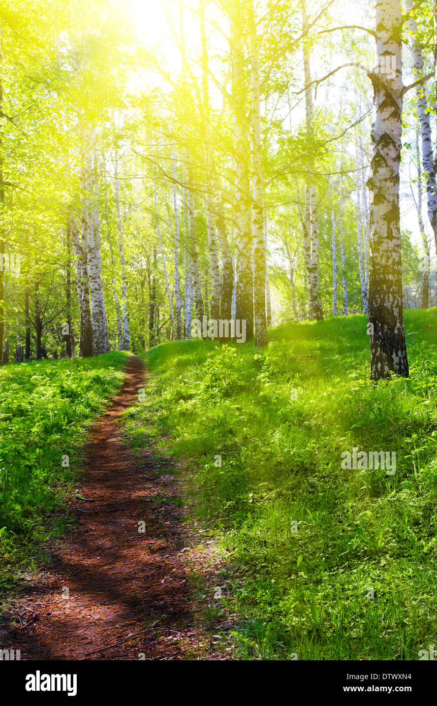 Pathway at sunny spring forest Stock Photo - Alamy
