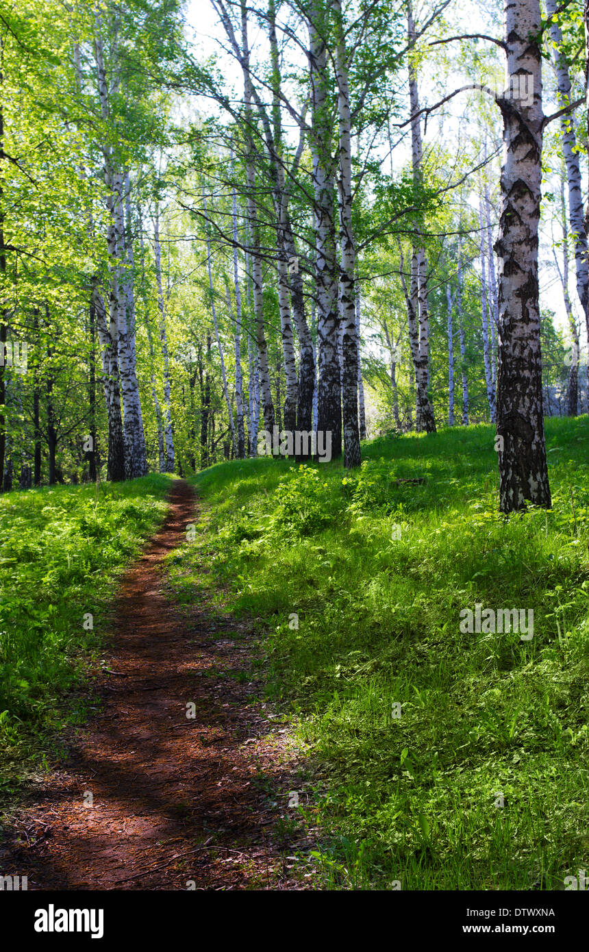 Sunny birch forest at spring Stock Photo - Alamy