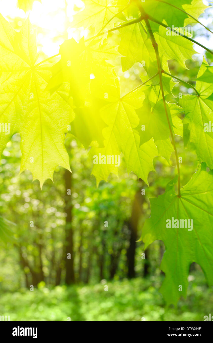 Floral leaves hi-res stock photography and images - Alamy