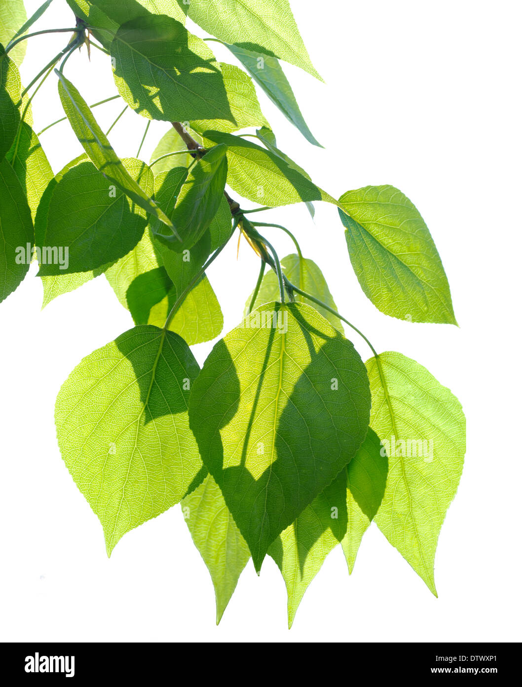 Green poplar leaves isolated on white Stock Photo - Alamy