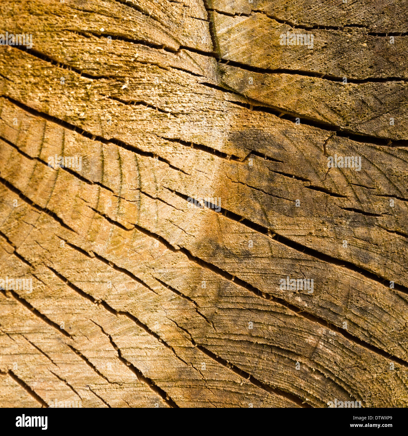 tree stump background Stock Photo - Alamy
