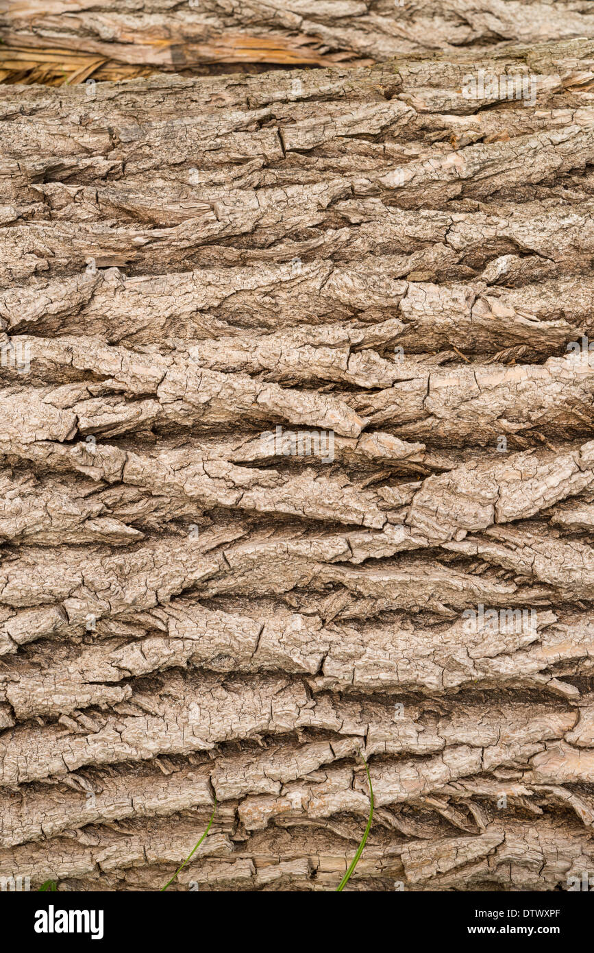 tree stump background Stock Photo - Alamy