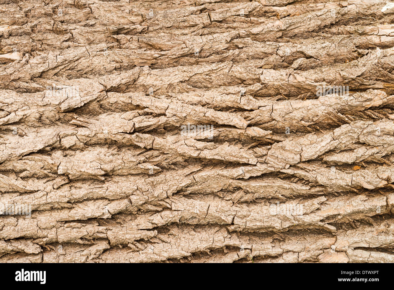 tree stump background Stock Photo - Alamy