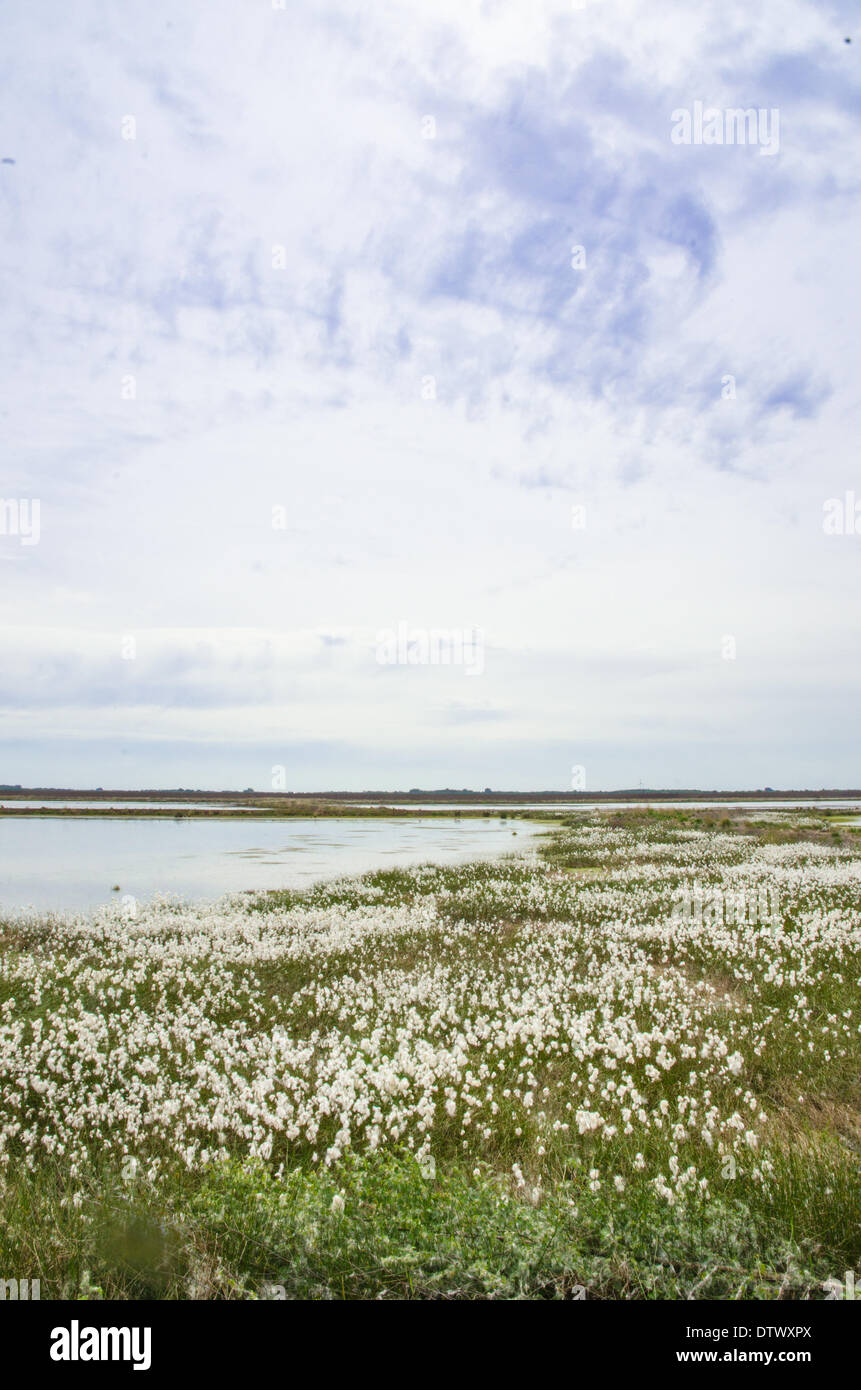Marshy lands hi-res stock photography and images - Alamy