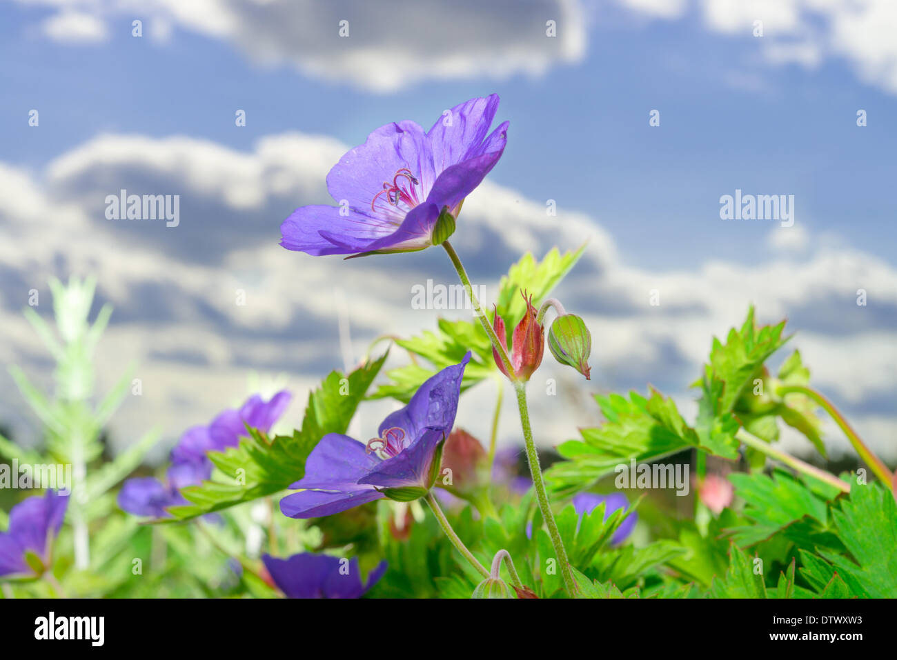 Lycianthes rantonnetii (Blue Potato Bush Stock Photo - Alamy