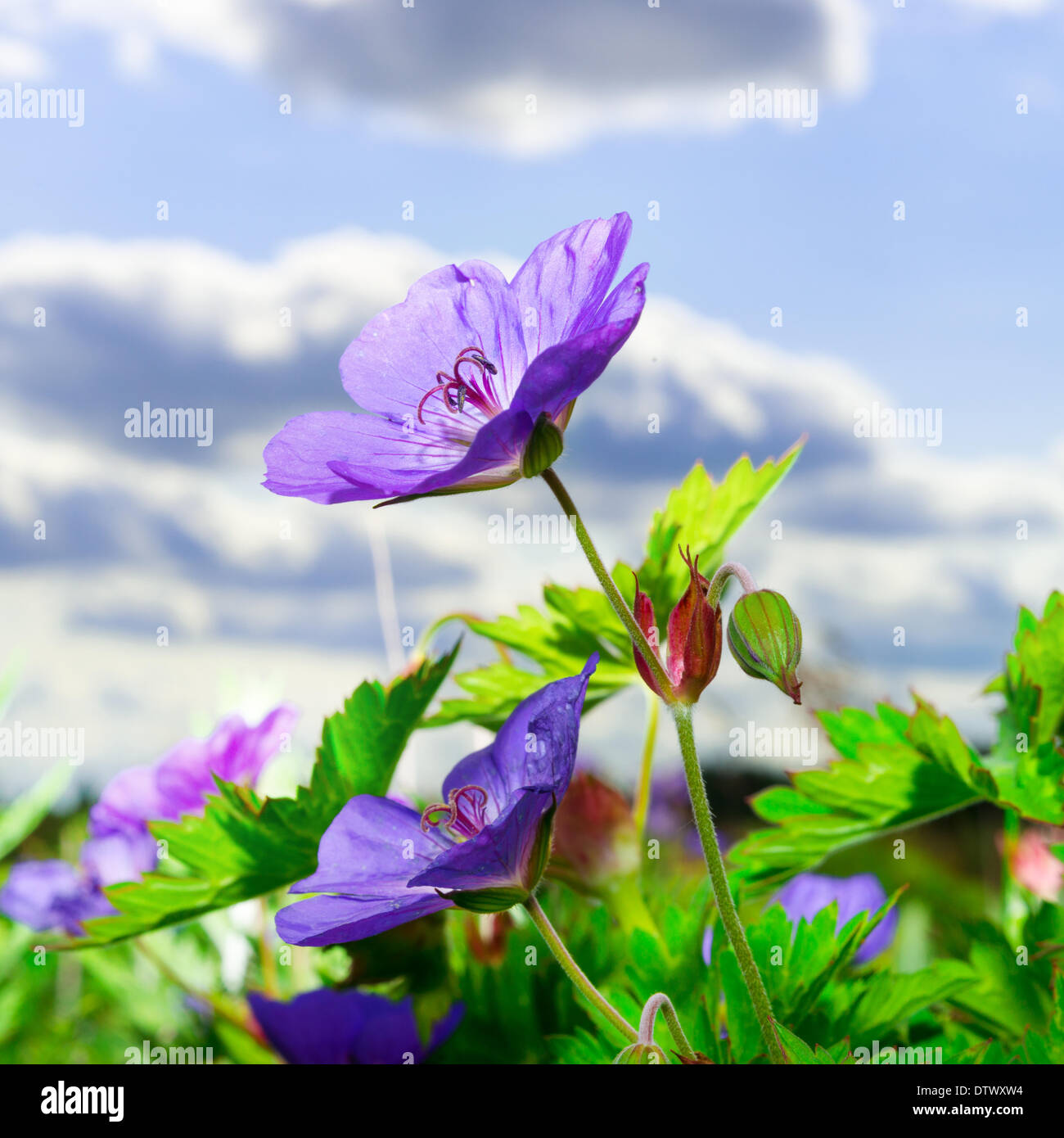 Lycianthes rantonnetii hi-res stock photography and images - Alamy