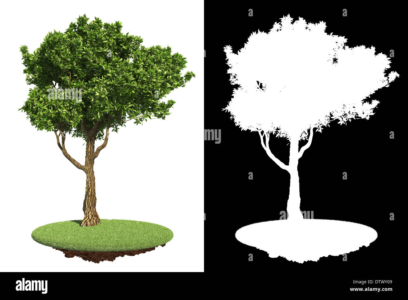 Green Tree with Asymmetric Crown on Green Grass Isolated on White ...