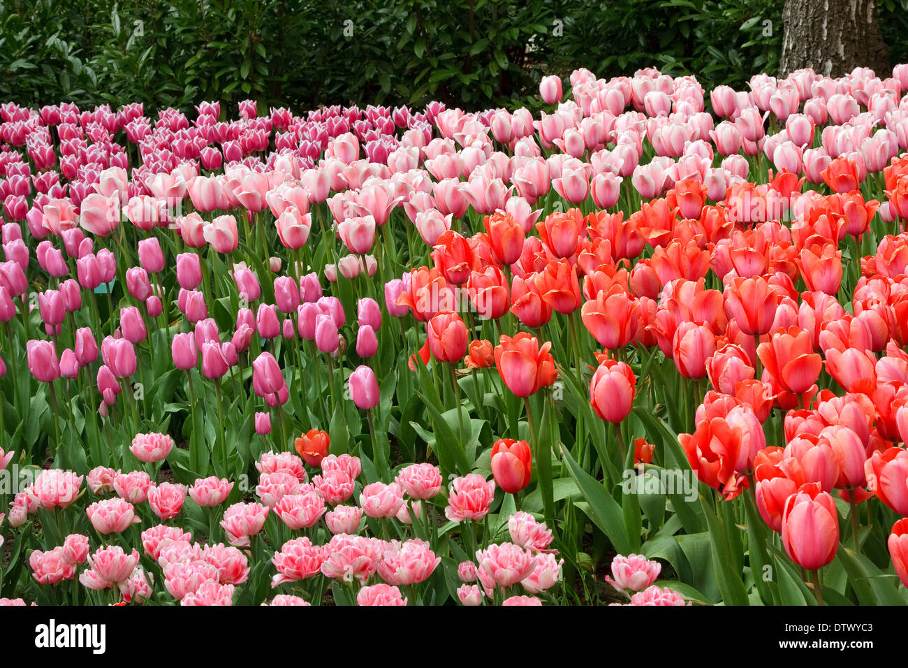 Natural backgrounds: tulips Stock Photo - Alamy
