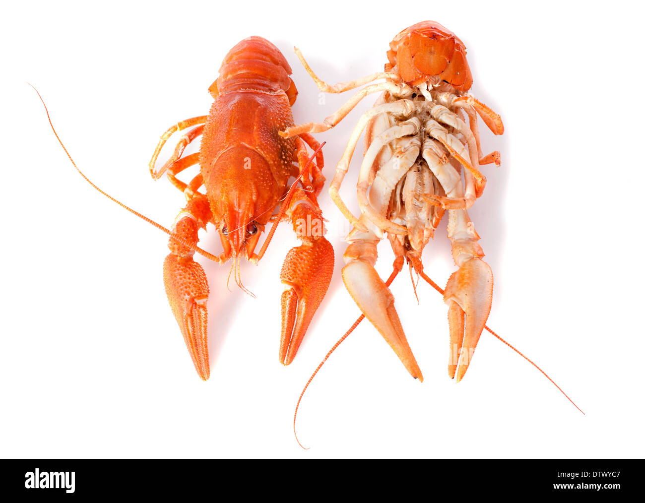 Crayfish river hi-res stock photography and images - Alamy