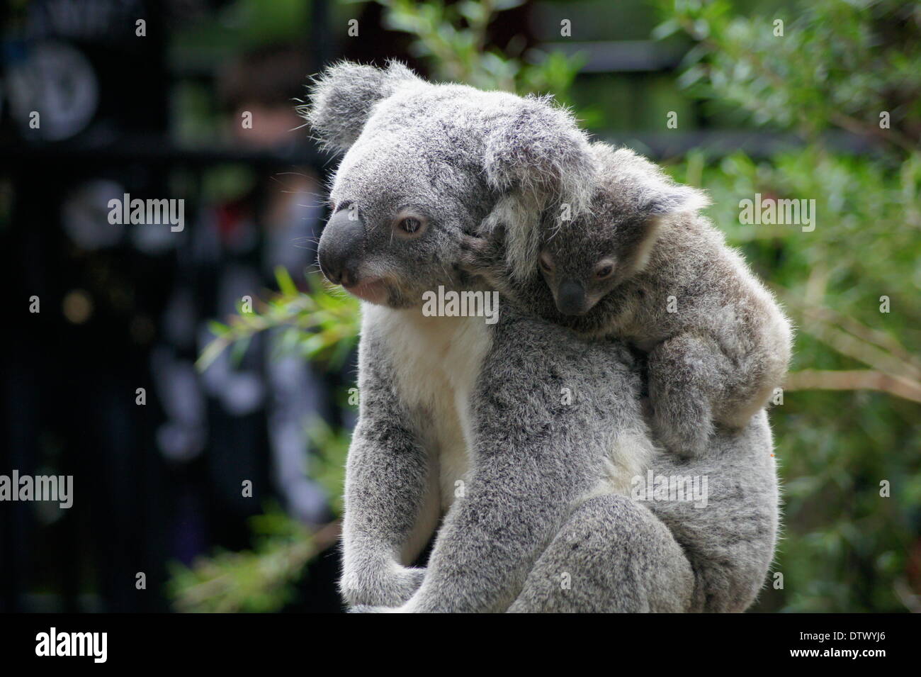 Baby koala hi-res stock photography and images - Alamy
