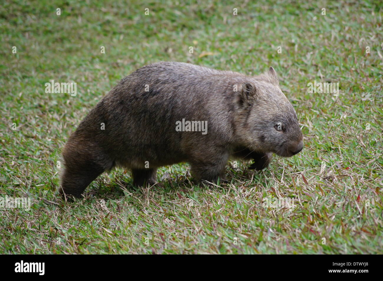 Aborigenes hi-res stock photography and images - Alamy
