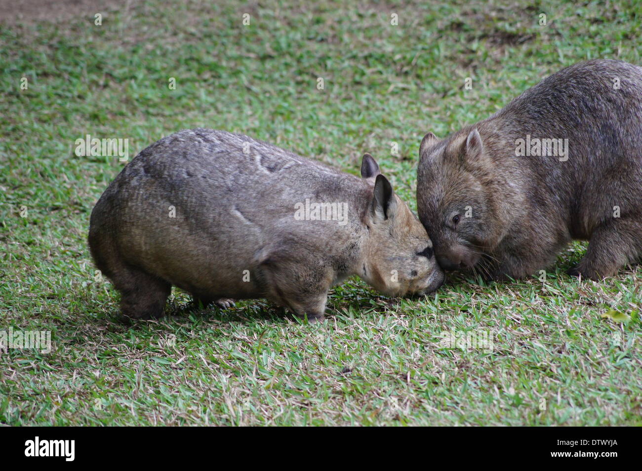 The wombats hi-res stock photography and images - Alamy